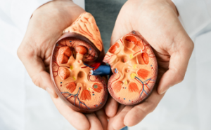 NephCure | For Rare Kidney Diseases